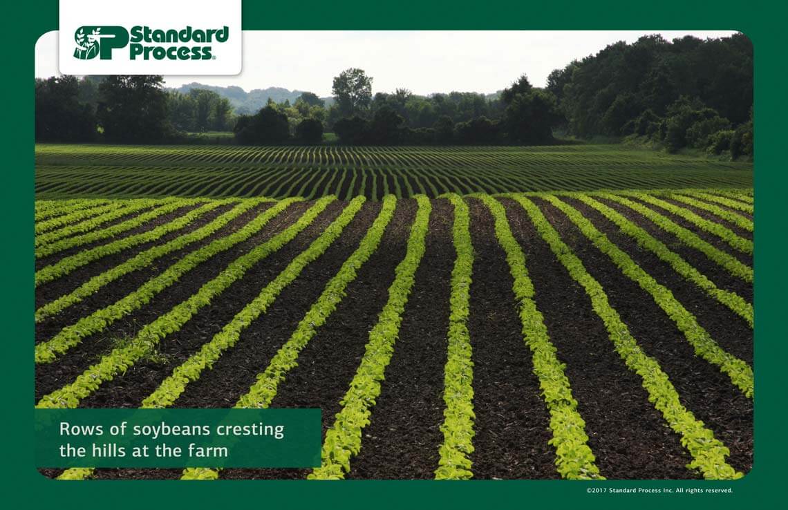 Top-Rated Natural Wellness Supplements – Dr. Bob Bacon Supplements